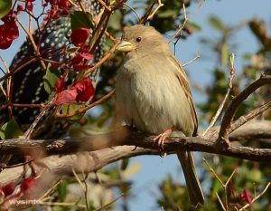 Passerines and Other Little Migratory Birds - Wysinfo Web Documentaries