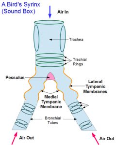 Roaming Passerines - Bird Calls & Bird Songs - Wysinfo Docuwebs